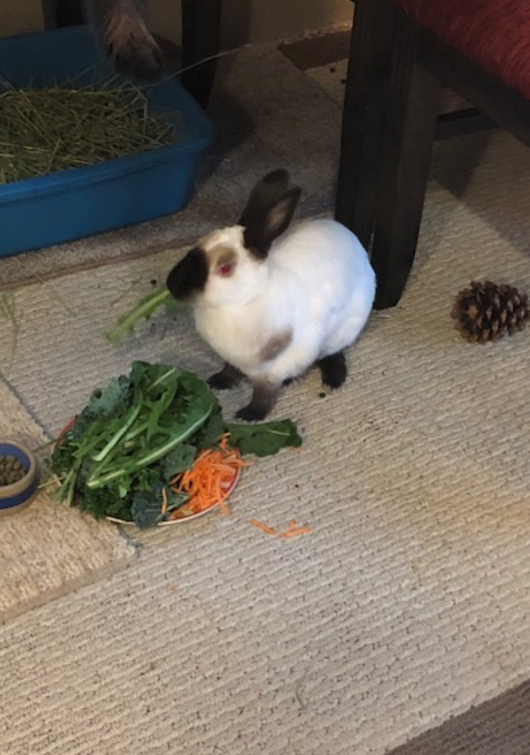 Follow That Rabbit! - RV PRO